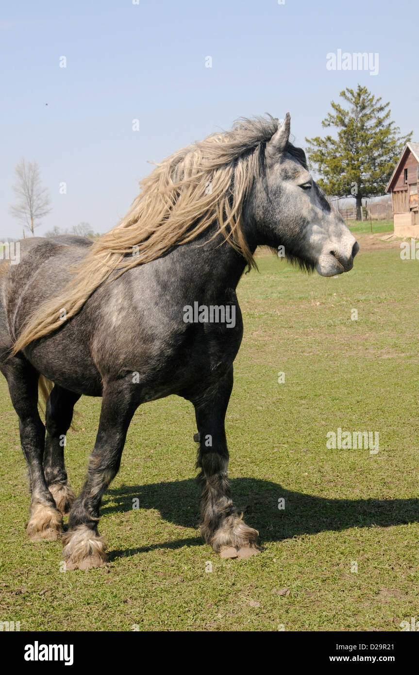 Shaggy hi-res stock photography and images - Alamy
