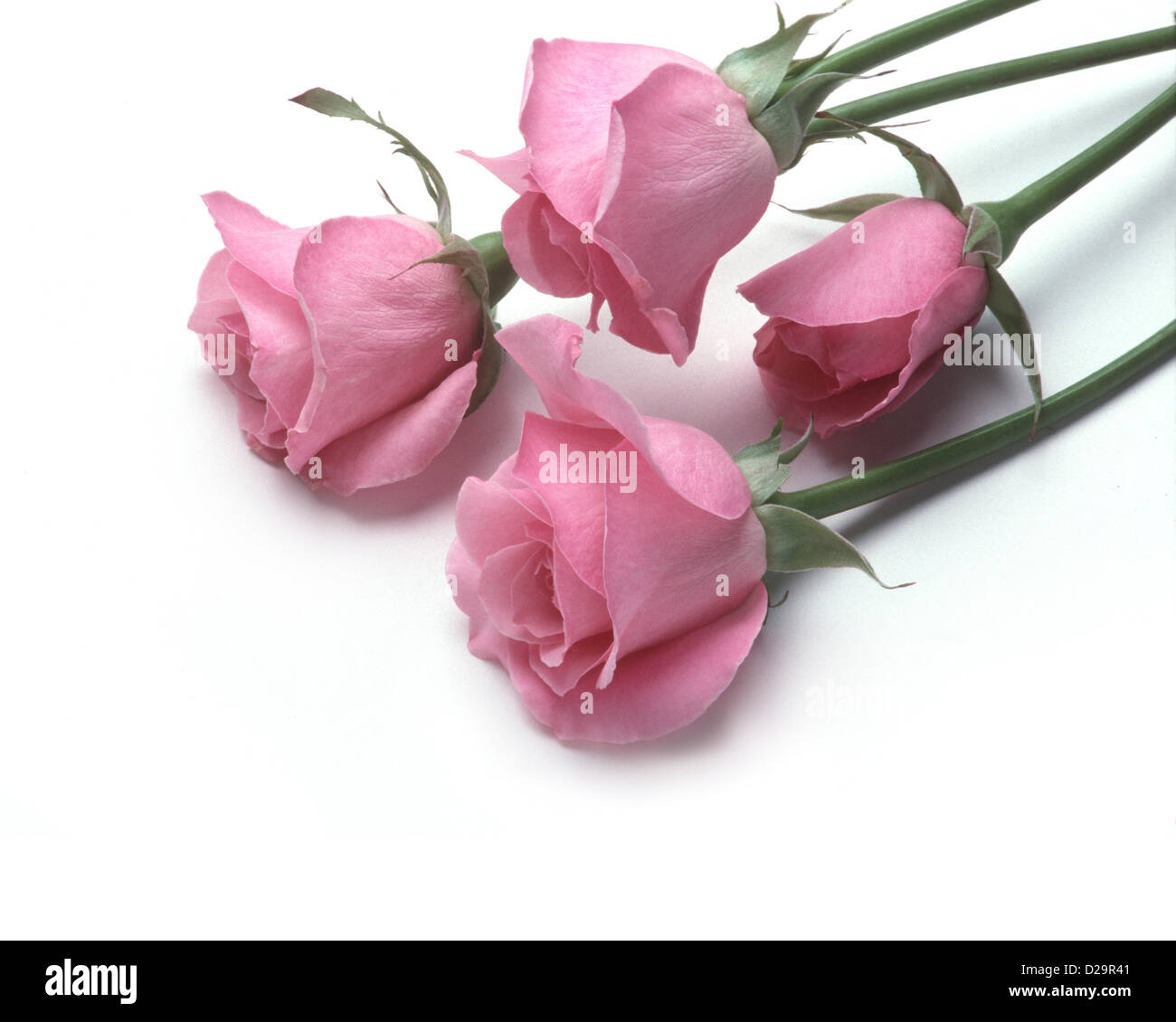 Su you Cut Out Stock Images & Pictures - Alamy