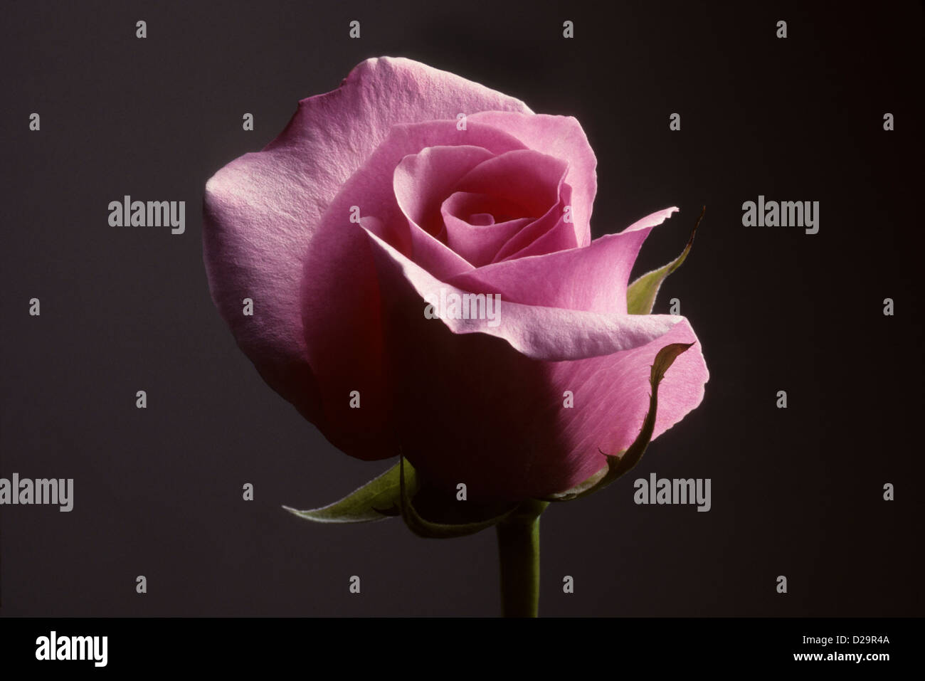 Rose gray hi-res stock photography and images - Alamy