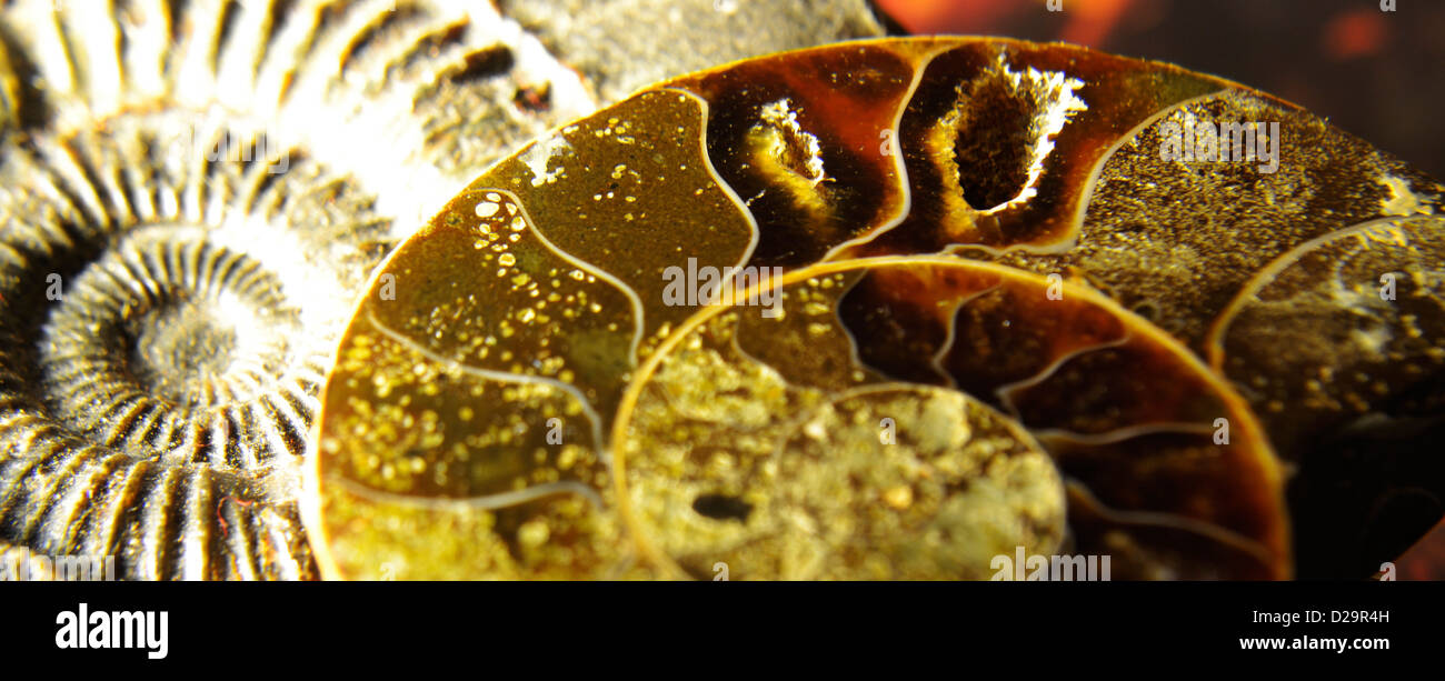 Fossil ammonite hi-res stock photography and images - Alamy
