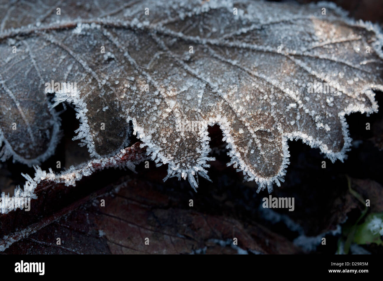 An oak leaf decorated with ice crystals, close up Stock Photo - Alamy