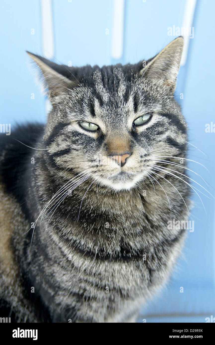 Cat sat silhouette hi-res stock photography and images - Alamy