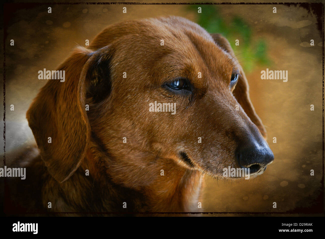 Teckel hi-res stock photography and images - Alamy