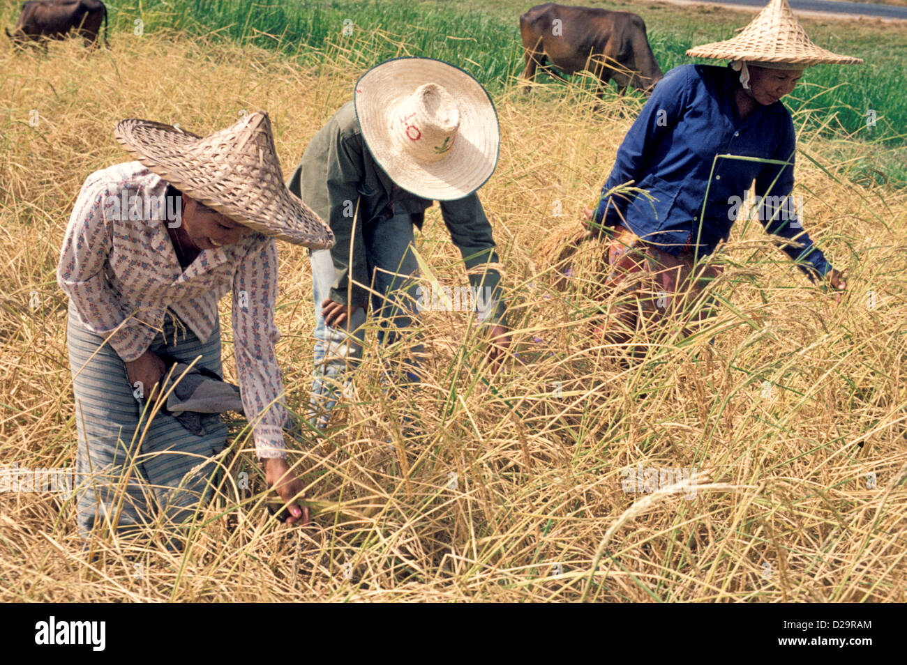 Thailand. Harvesting Rice Stock Photo - Alamy