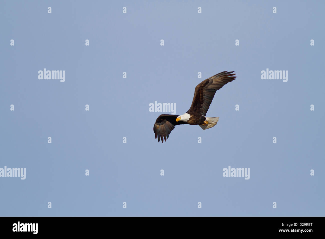 Bird flying flight eagle hi-res stock photography and images - Alamy