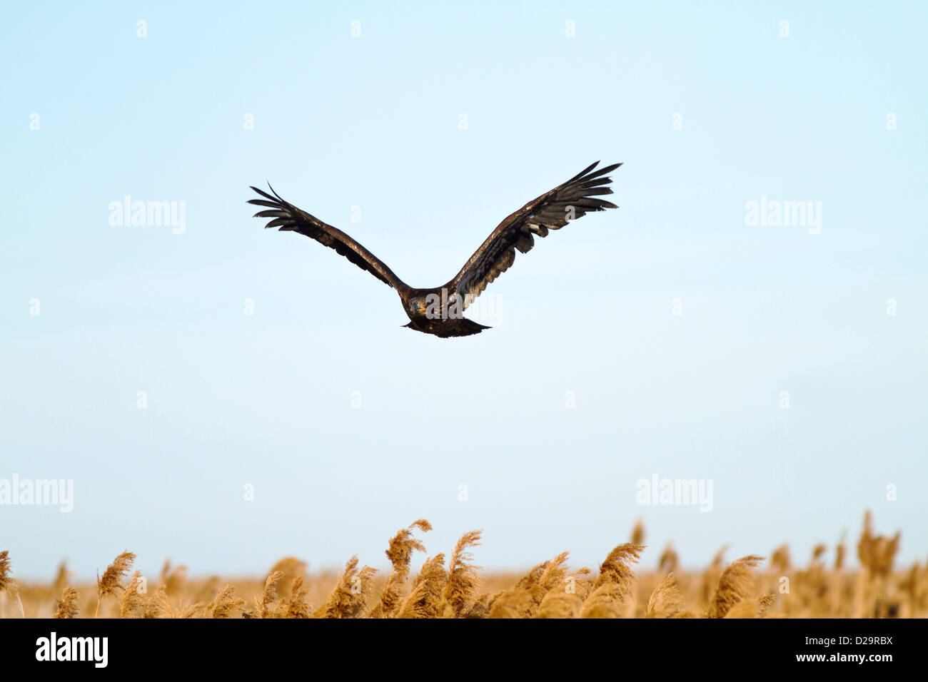 Eagle flying head hi-res stock photography and images - Alamy