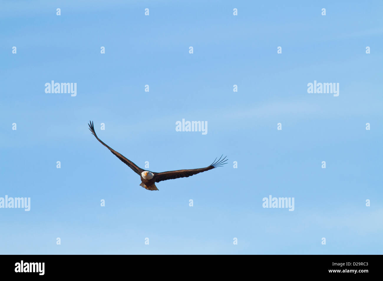 Eagle flying with prey hi-res stock photography and images - Alamy