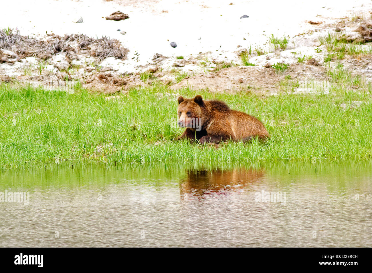 Chilling bear hi-res stock photography and images - Alamy