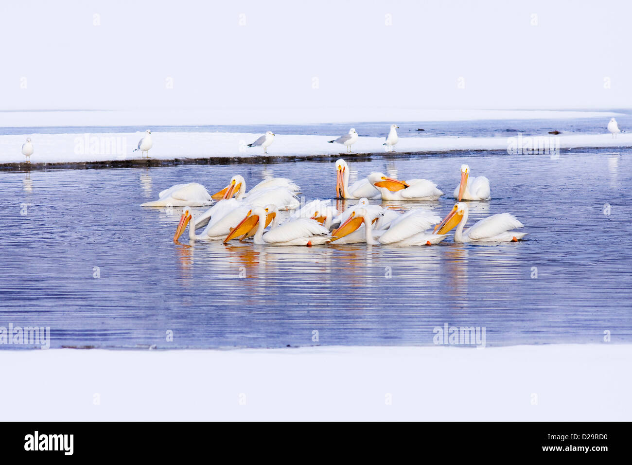 Flock of white birds hi-res stock photography and images - Alamy