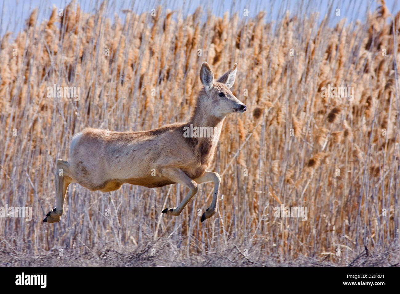 Animal run wildlife hi-res stock photography and images - Alamy