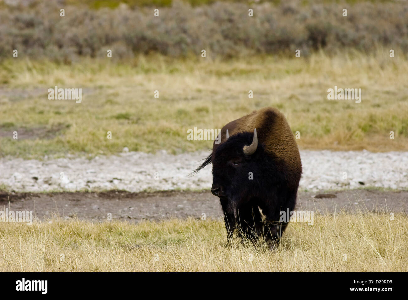 Buffalo stance hi-res stock photography and images - Alamy