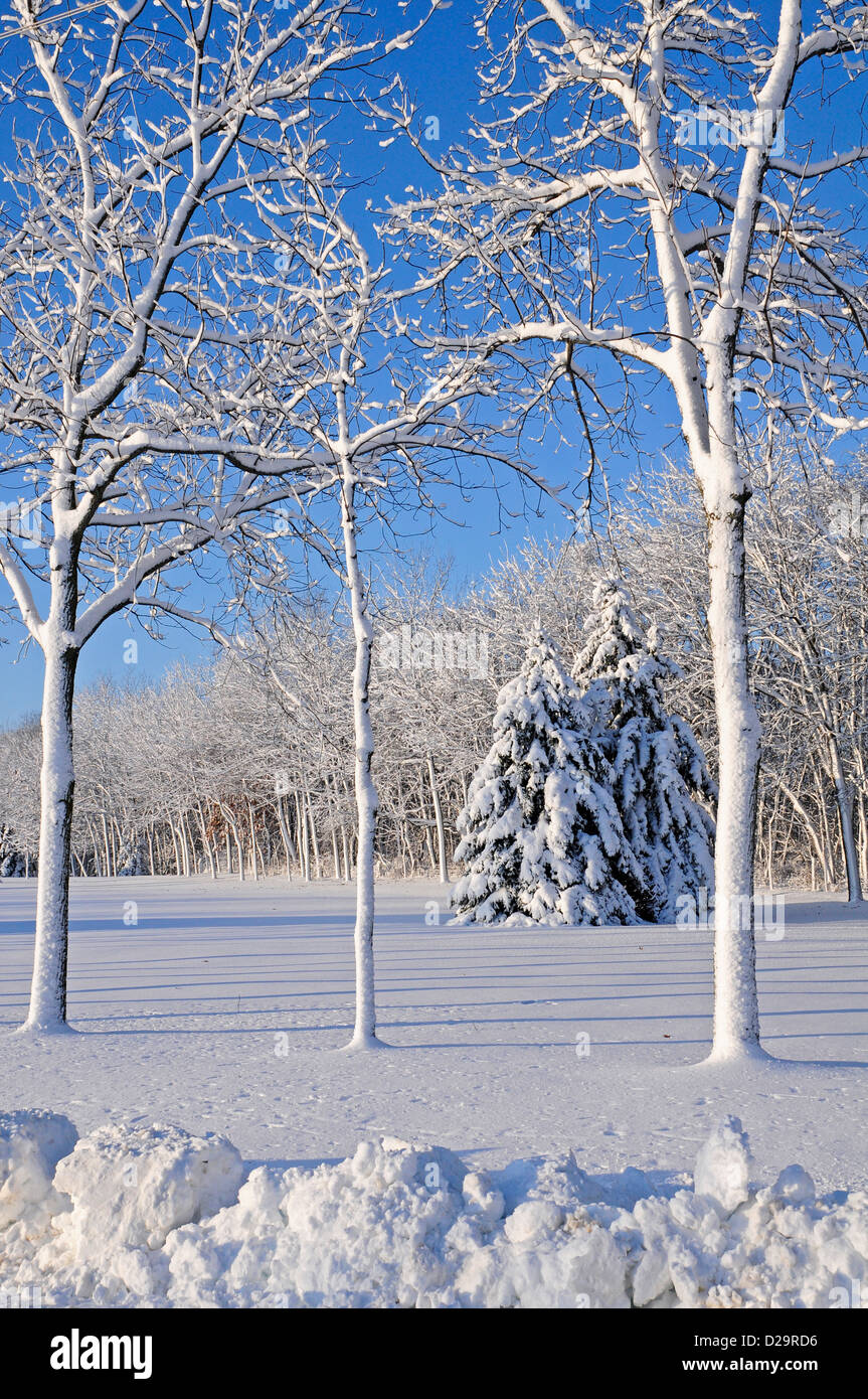 Trees In Snow. Wisconsin Stock Photo - Alamy