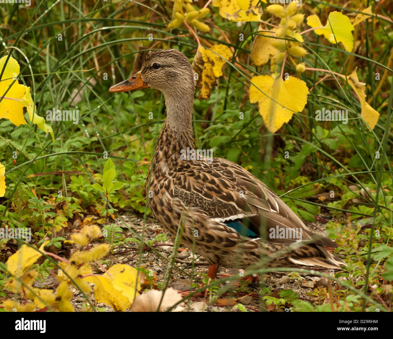 Duck ducks mallard female waterfowl wildlife birds overgrowth grasses ...