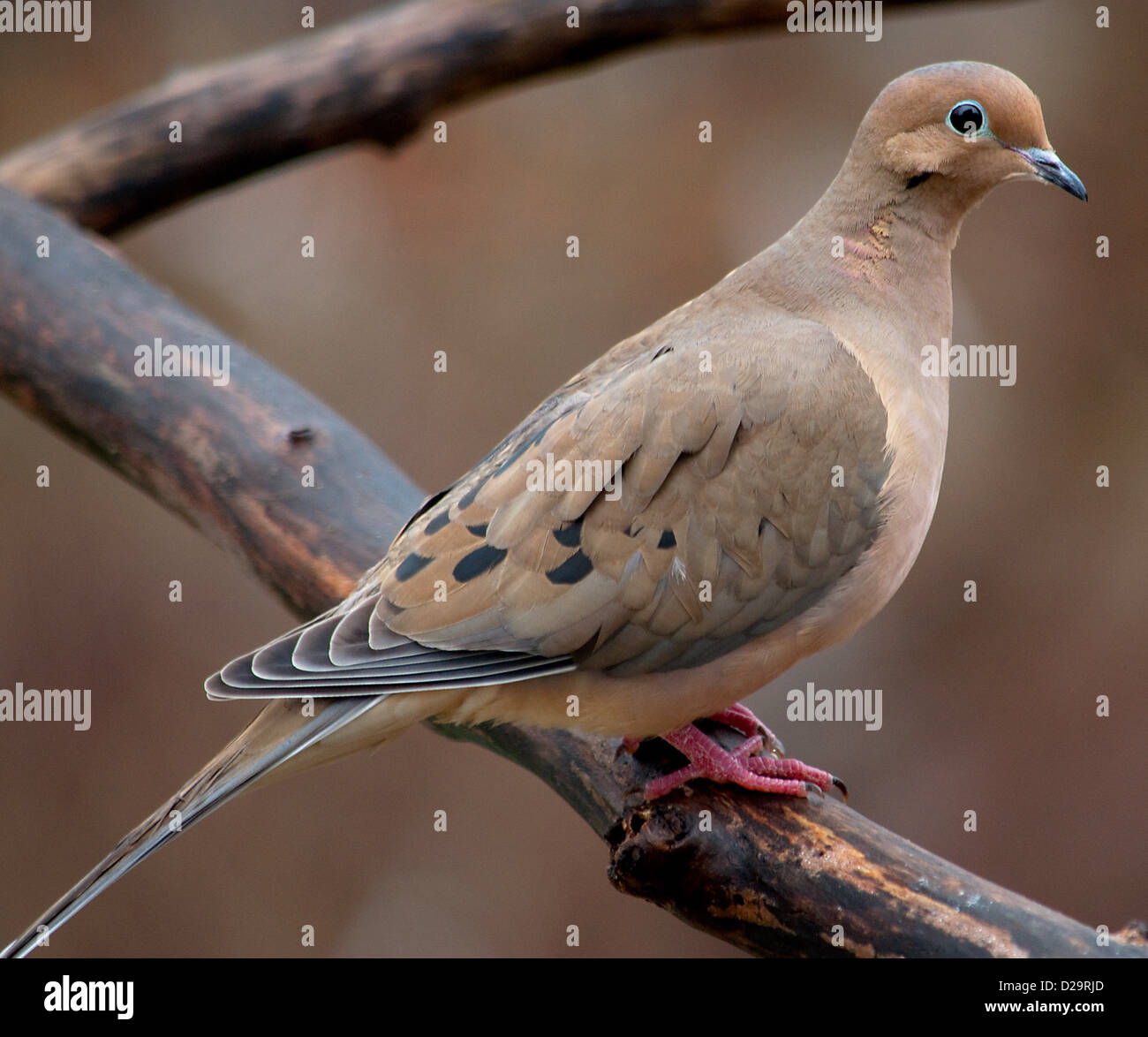 Dove family hi-res stock photography and images - Alamy