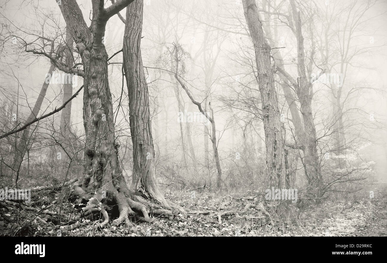 Trees in Fog Stock Photo - Alamy