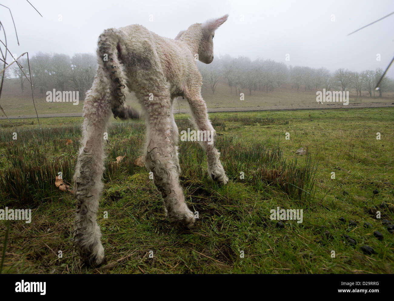 Lamb being born hi-res stock photography and images - Alamy