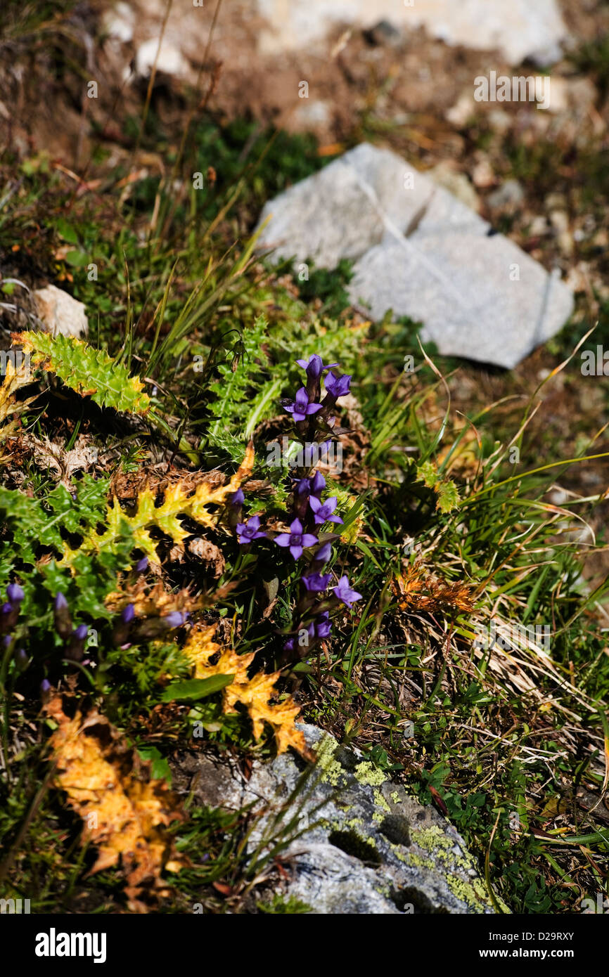 Field Gentian Gentianella Campestris High Resolution Stock Photography ...