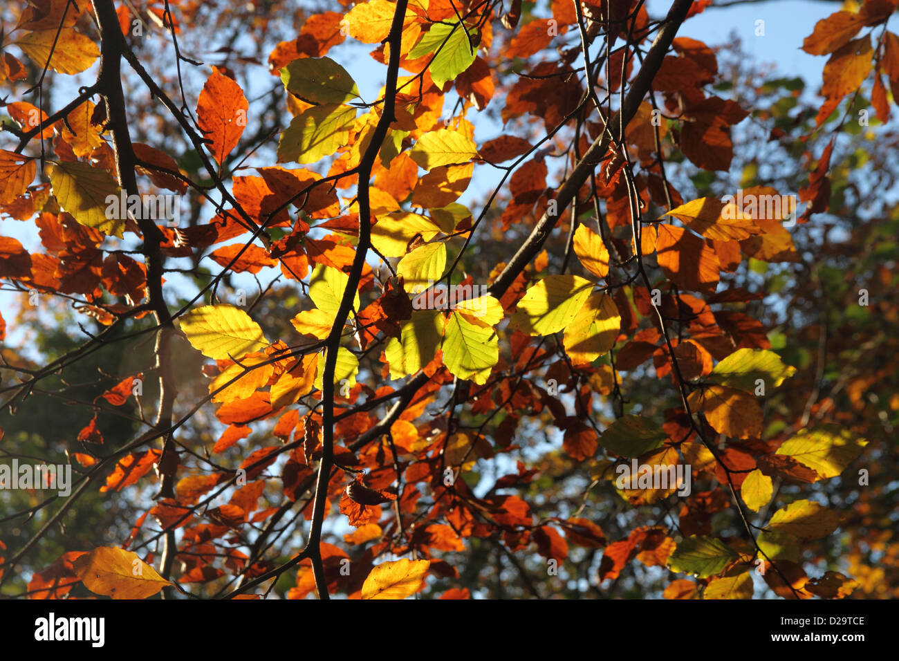 Backlit autumn foliage against blue sky Stock Photo - Alamy
