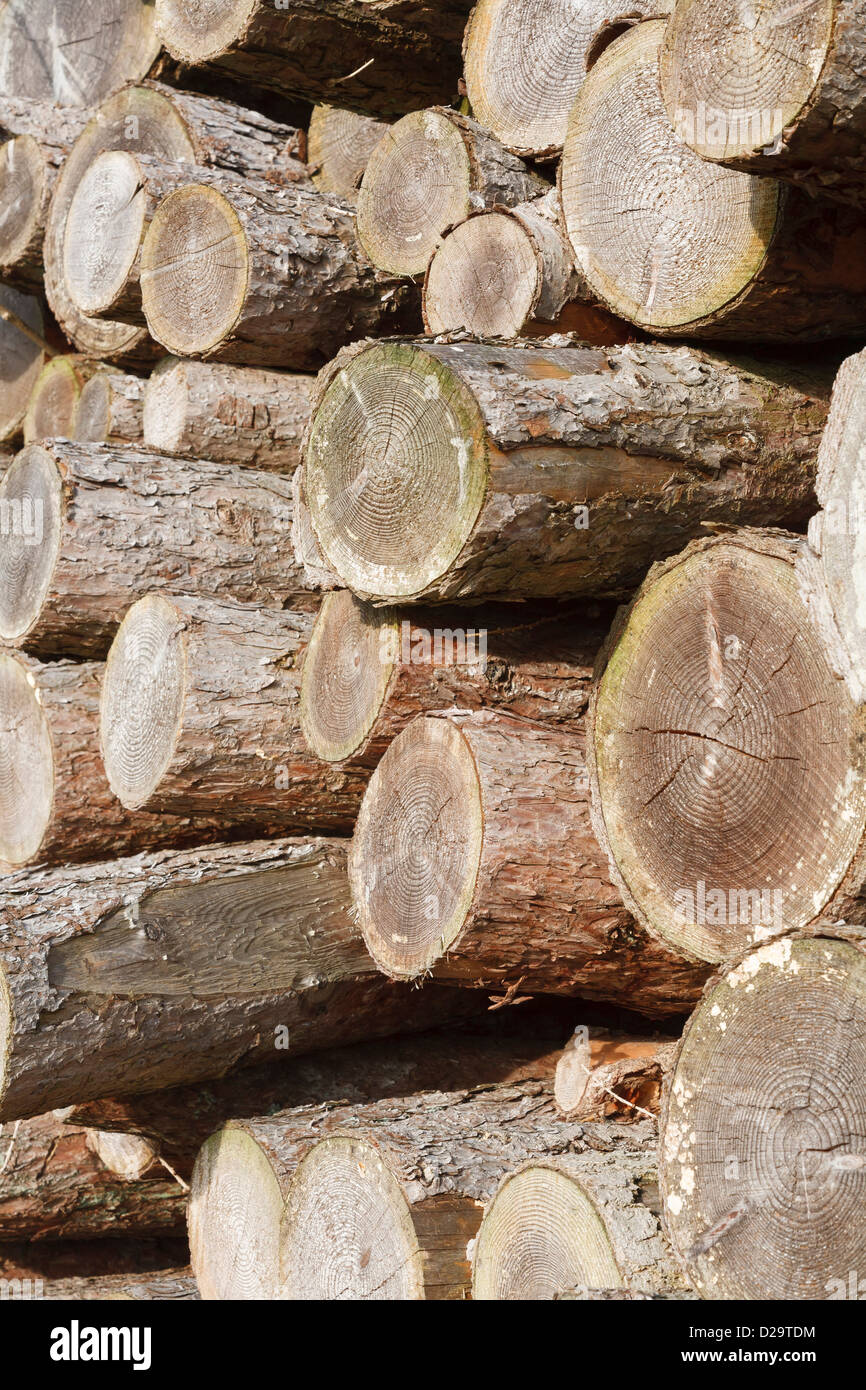Detail of stack of logs piled high Stock Photo - Alamy
