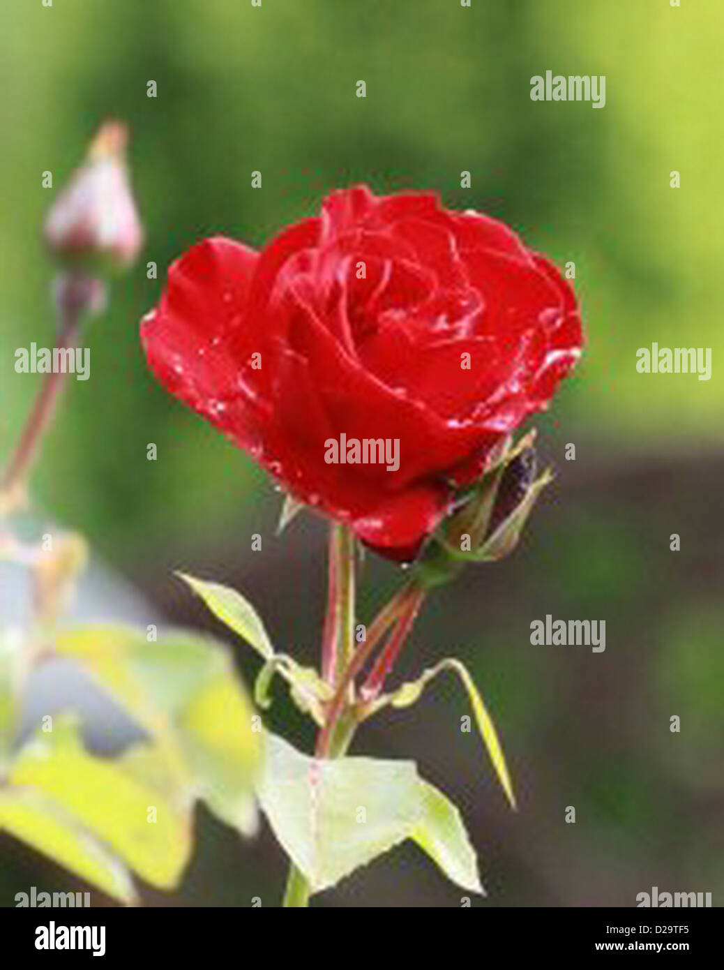 Rose, Red Rose,dew Stock Photo - Alamy