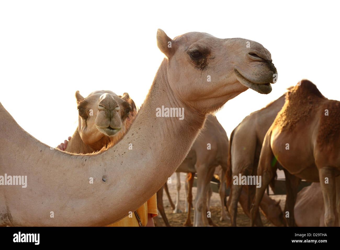 Abu Dhabi, United Arab Emirates, camel farm in the desert of Abu Dhabi ...