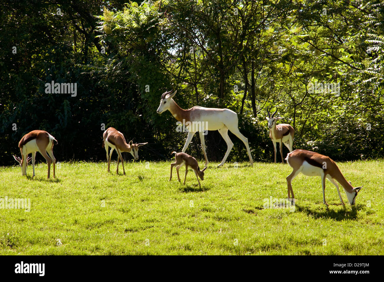 Zoo animal hi-res stock photography and images - Alamy