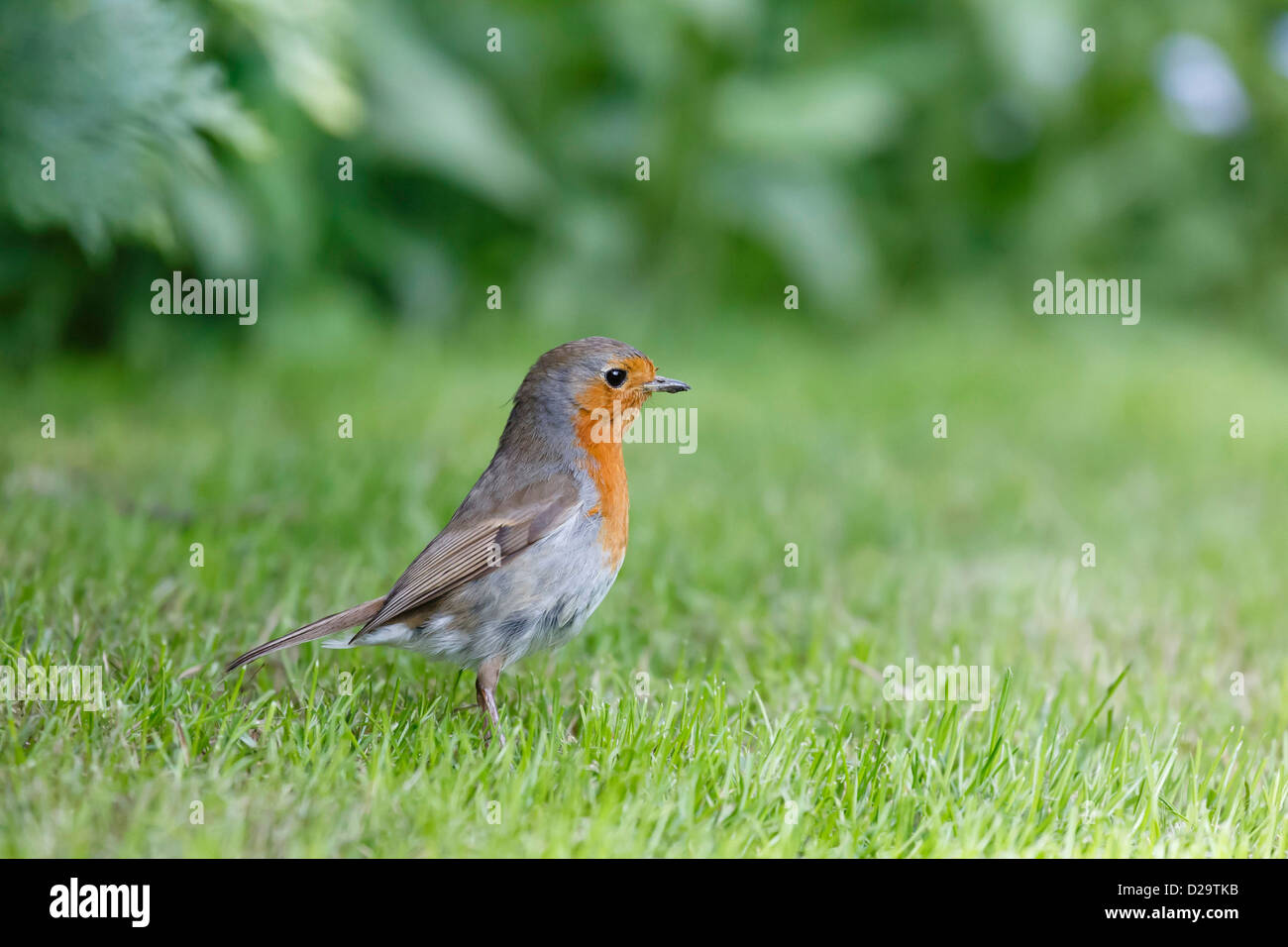 European robin in garden with lots of copyspace Stock Photo - Alamy