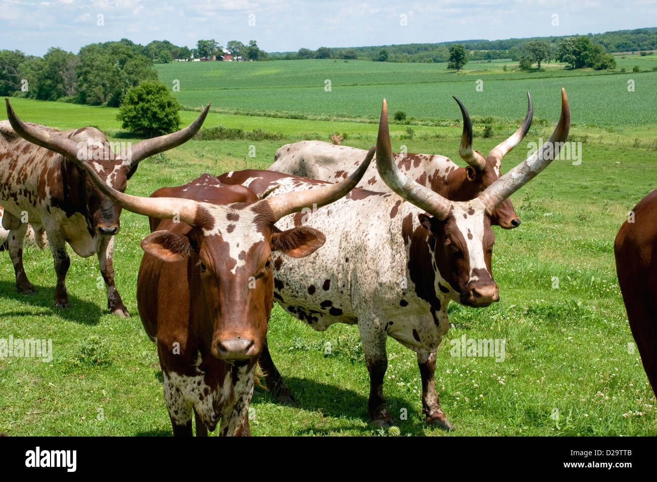 Longhorn Cattle, Wisconsin Stock Photo - Alamy