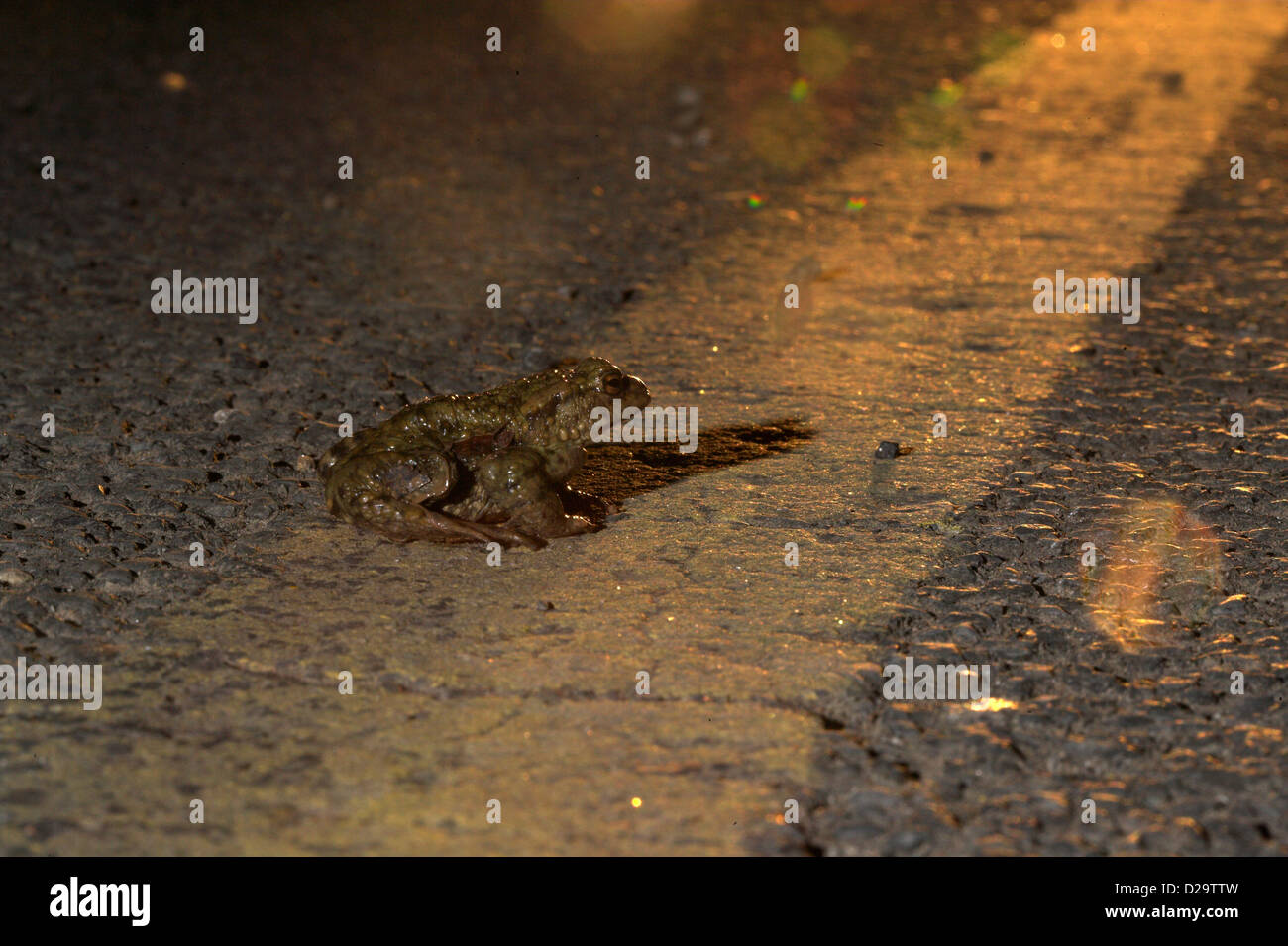 Common toad, bufo bufo, crossing busy main road with traffic Stock ...