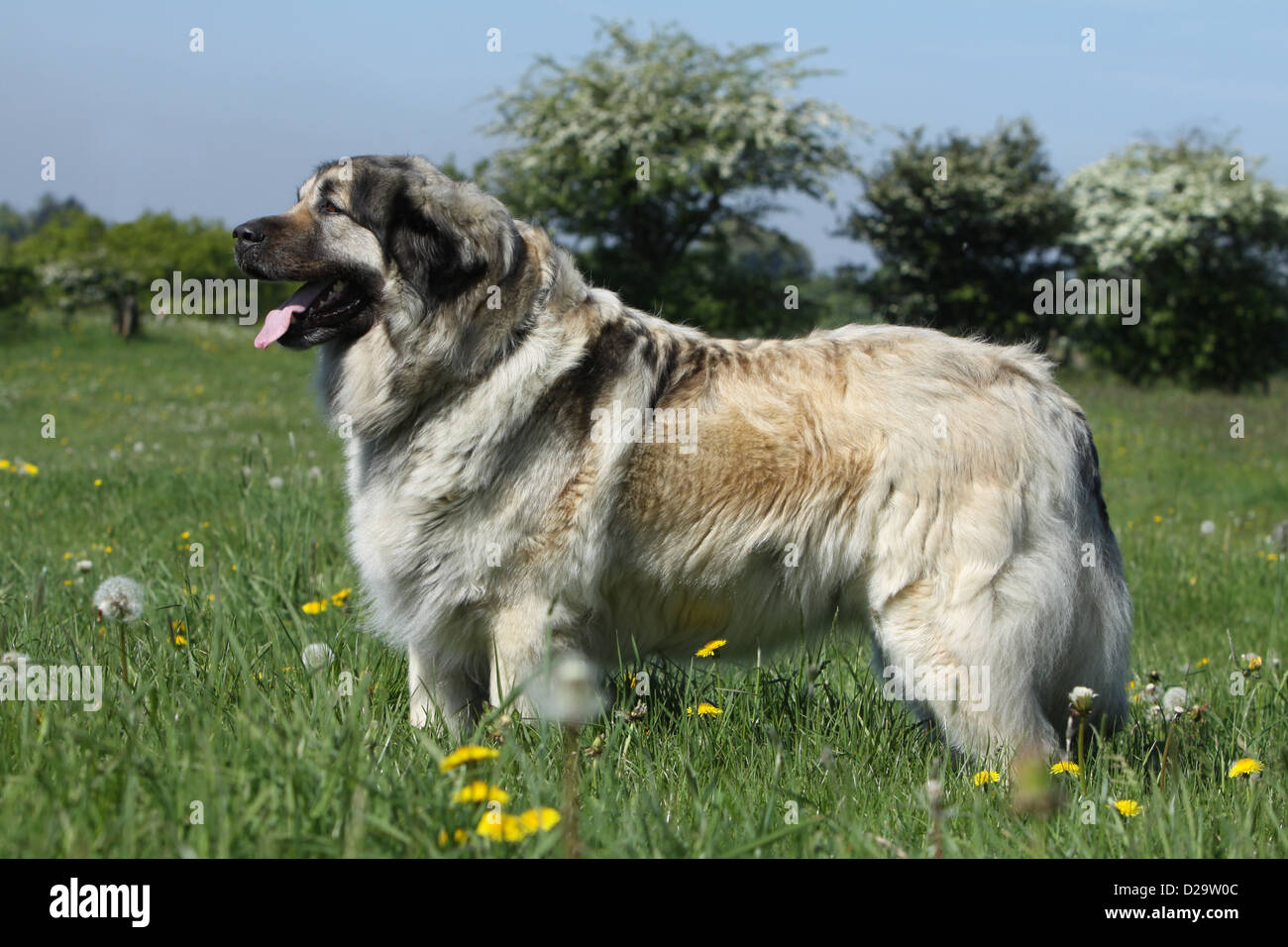 Dog Sarplaninac / Yugoslav Shepherd / charplaninatz adult standing in a ...