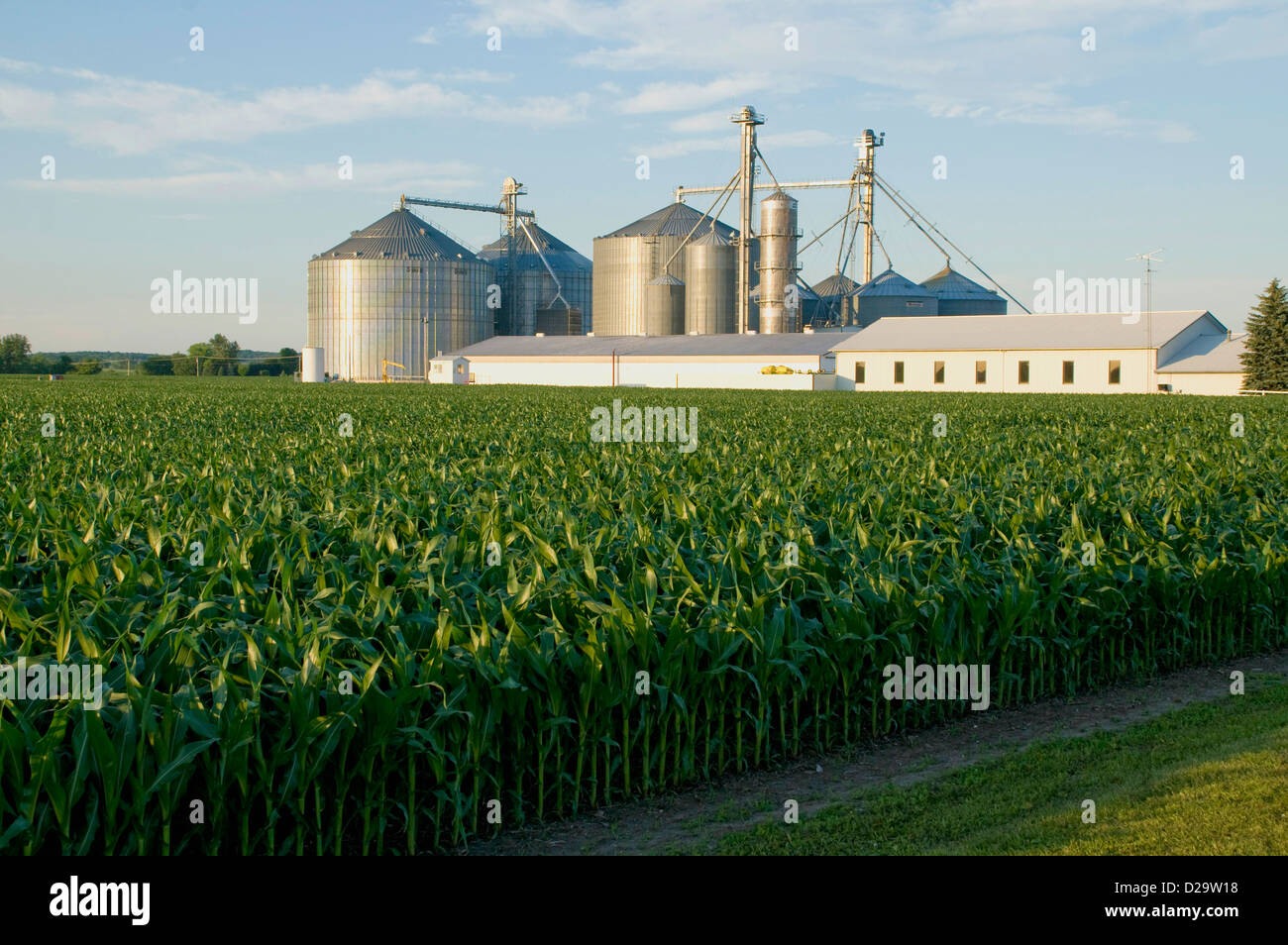 Corn, Farm Buildings, Grain Elevator, Silos, Wisconsin Stock Photo - Alamy