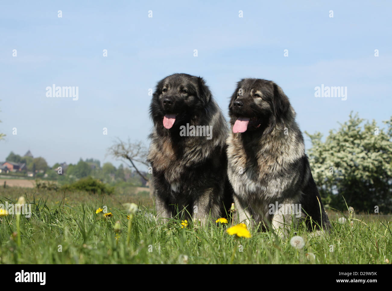 Illyrian sheepdog hi-res stock photography and images - Alamy
