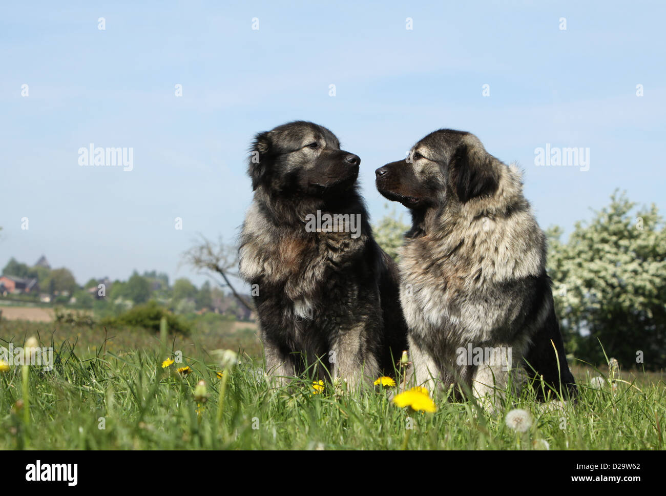 Dog Sarplaninac / Yugoslav Shepherd / charplaninatz two adults sitting ...