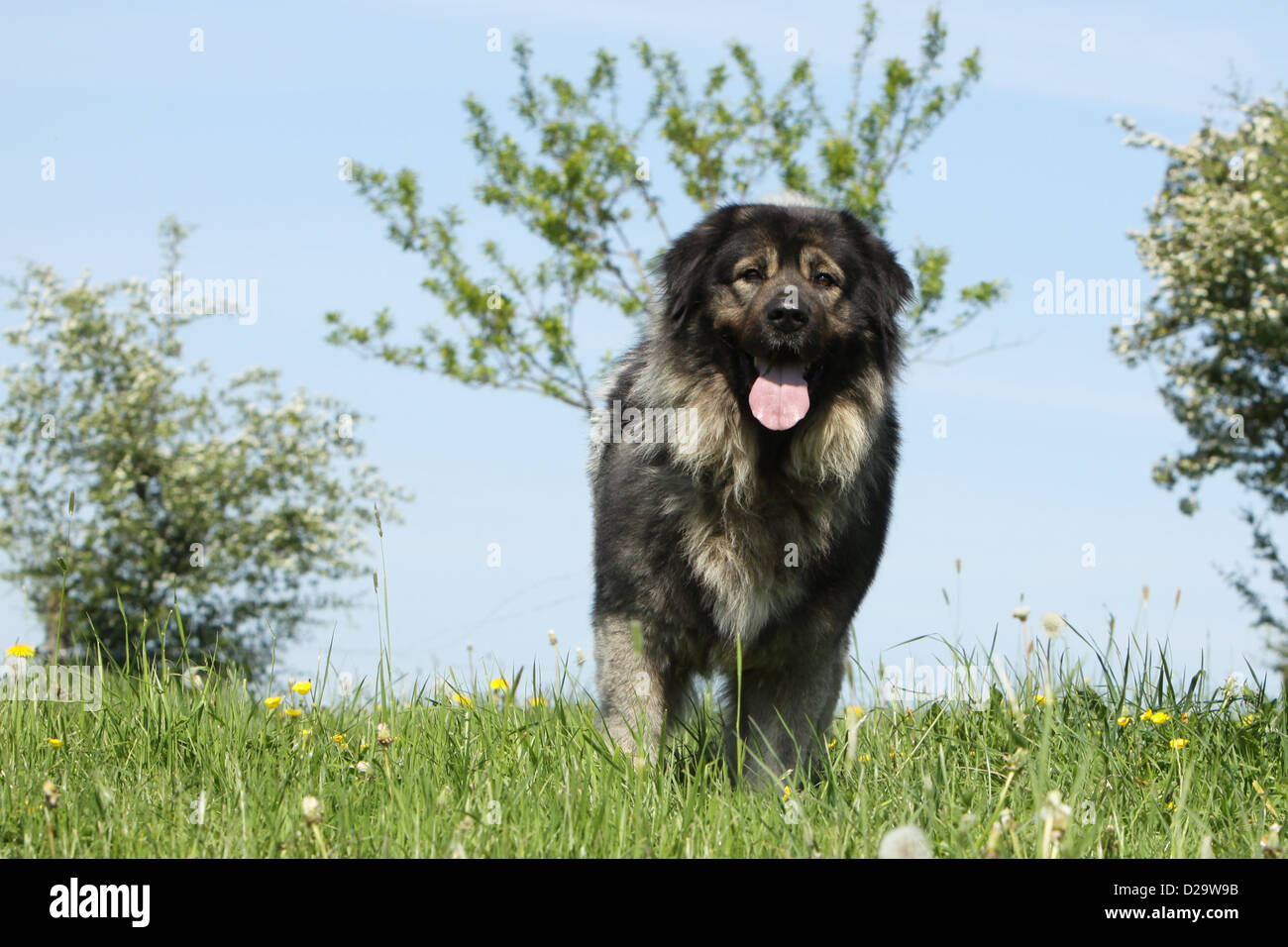 Sarplaninac hi-res stock photography and images - Alamy