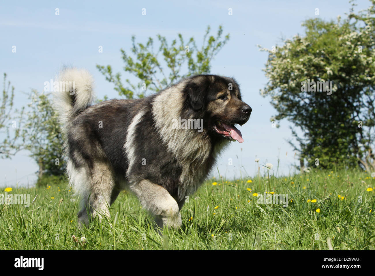 Dog Sarplaninac / Yugoslav Shepherd / charplaninatz adult walking in a ...