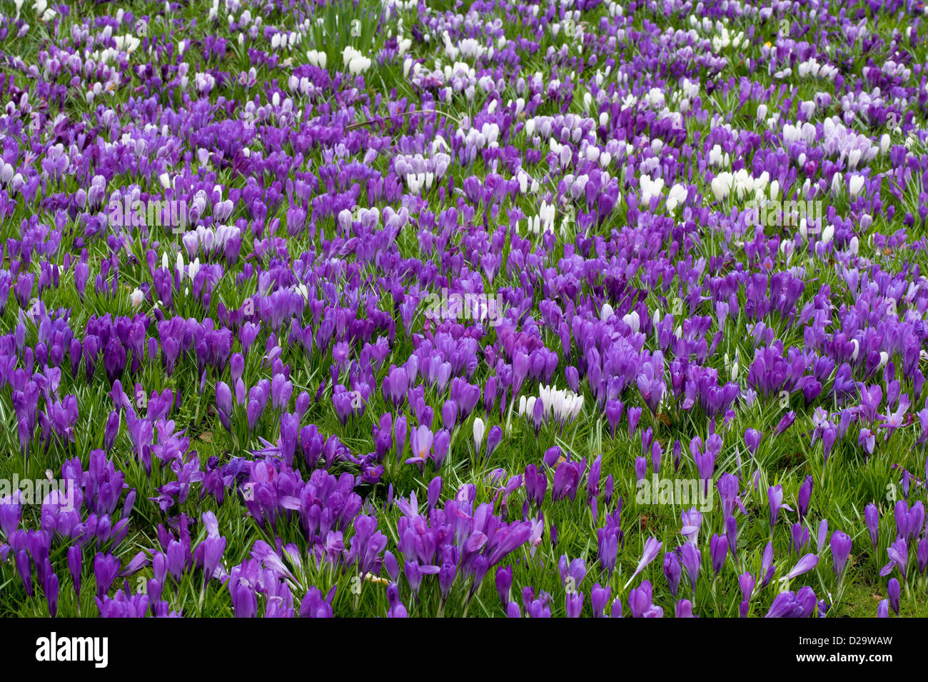 Crocus, Crocus longiflorus Stock Photo - Alamy