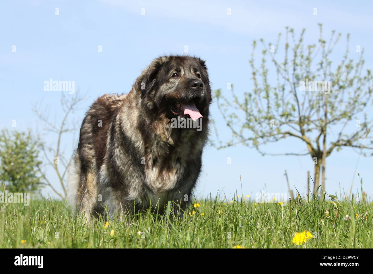 Dog Sarplaninac / Yugoslav Shepherd / charplaninatz adult standing in a ...