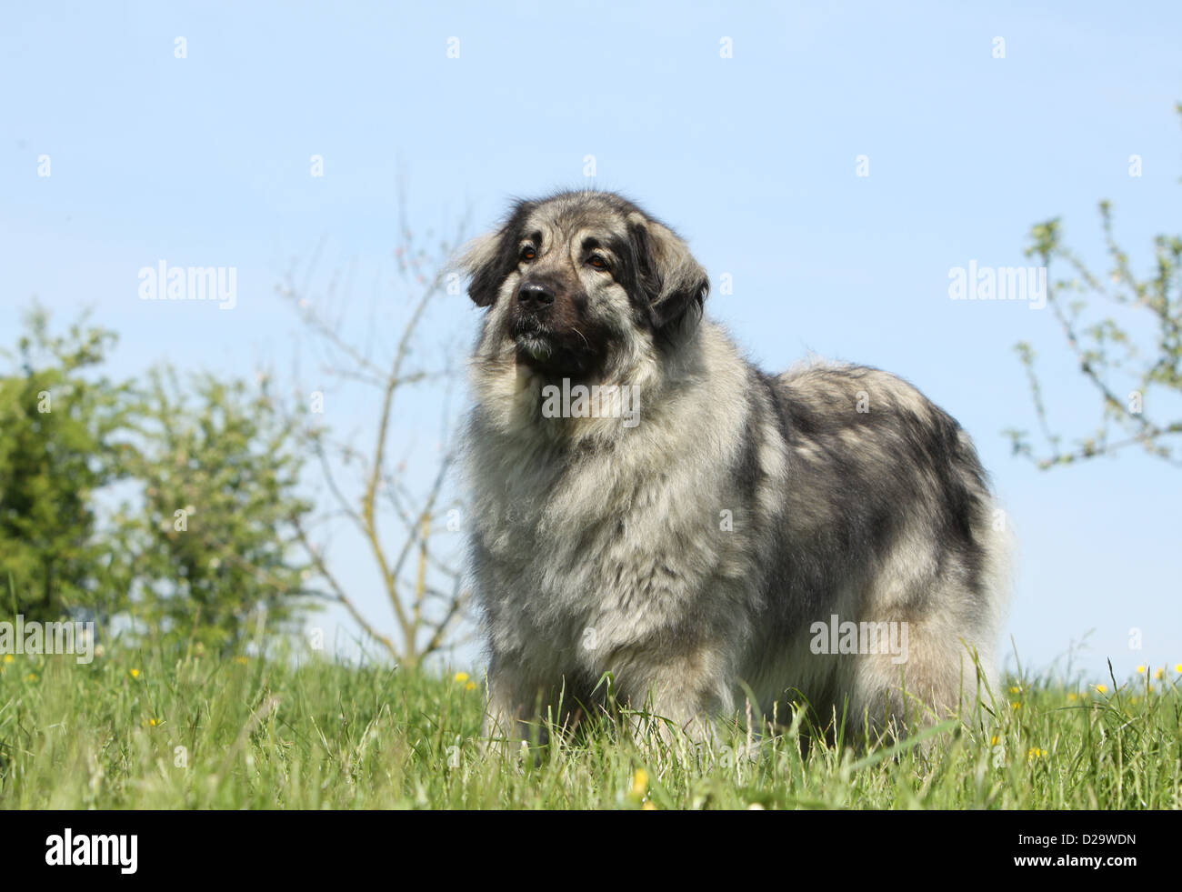 Dog Sarplaninac / Yugoslav Shepherd / charplaninatz adult standing in a ...