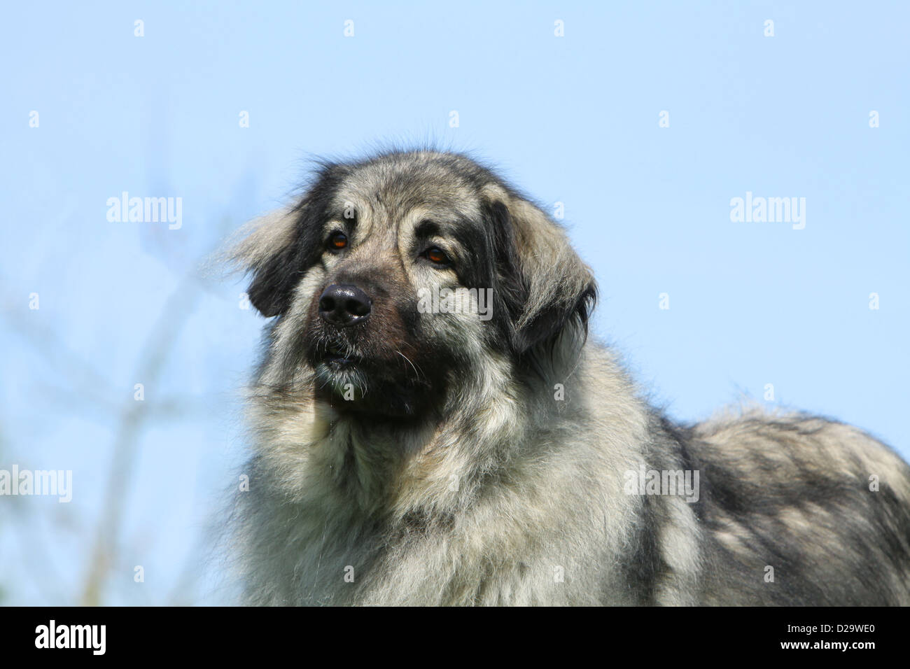 Dog Sarplaninac / Yugoslav Shepherd / charplaninatz adult portrait ...