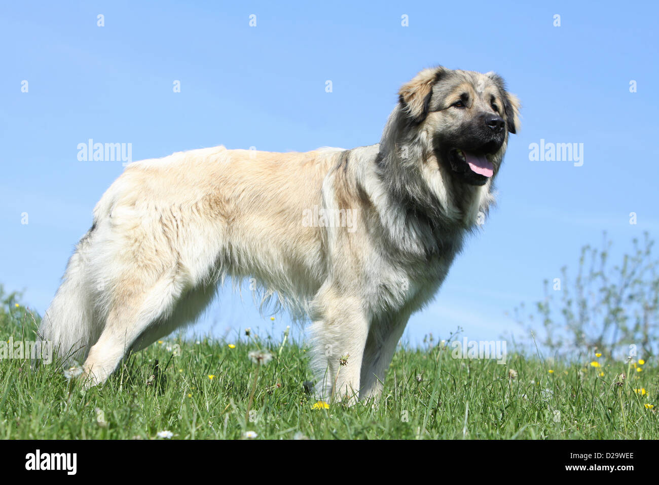Sarplaninac Dog