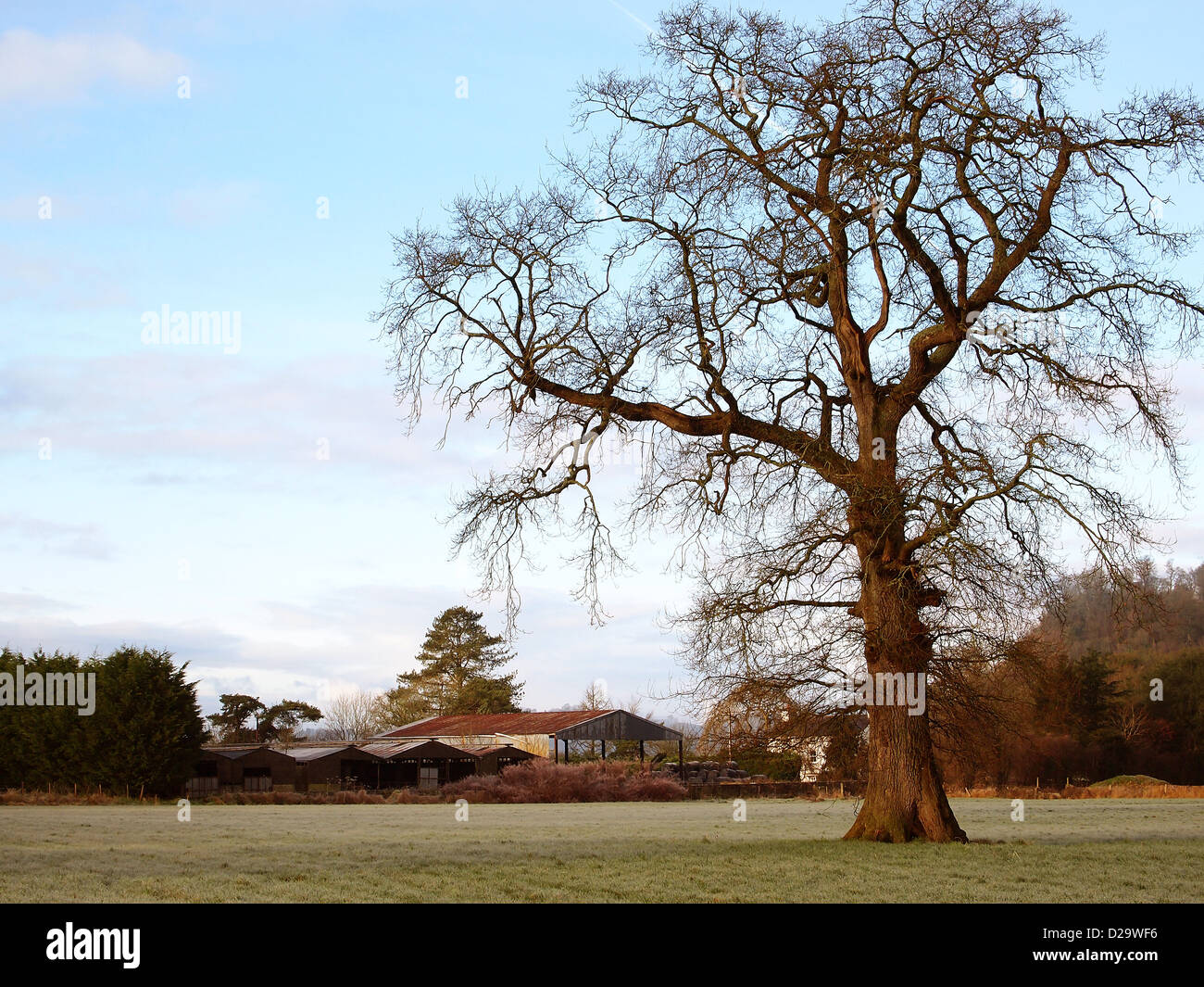Lone tree with farm buildings, near Ffairfach in Carmarthenshire, West ...