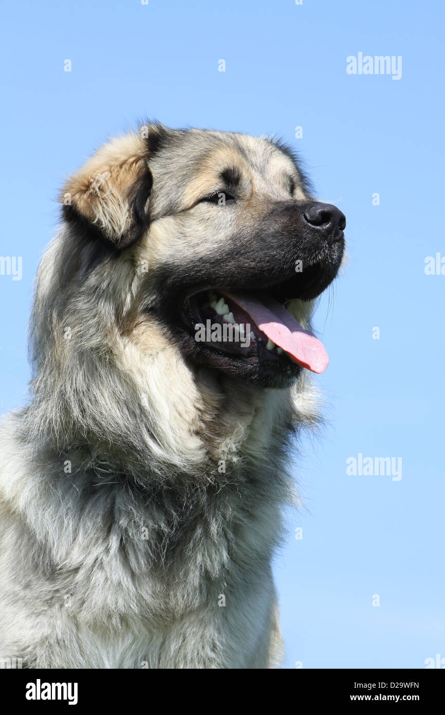 Illyrian shepherd hi-res stock photography and images - Alamy