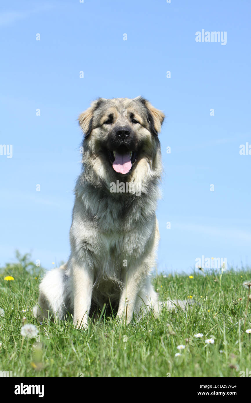 Dog Sarplaninac / Yugoslav Shepherd / charplaninatz adult sitting in a ...