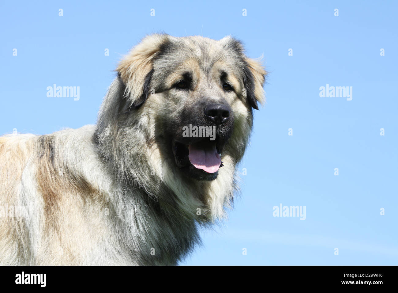 Dog Sarplaninac / Yugoslav Shepherd / charplaninatz adult portrait ...