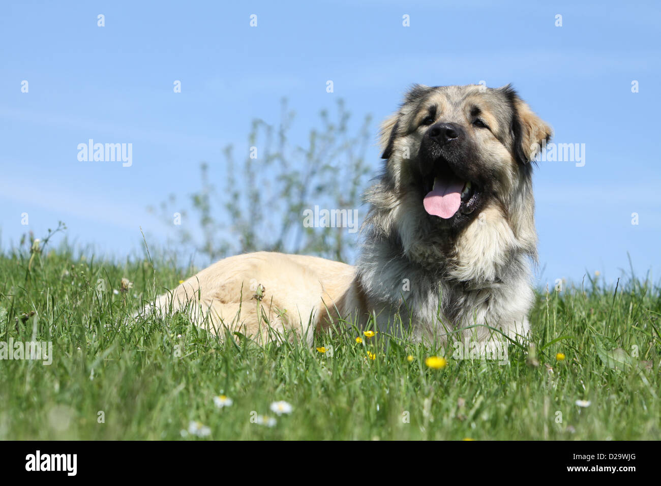 Dog Sarplaninac / Yugoslav Shepherd / charplaninatz adult lying in a ...
