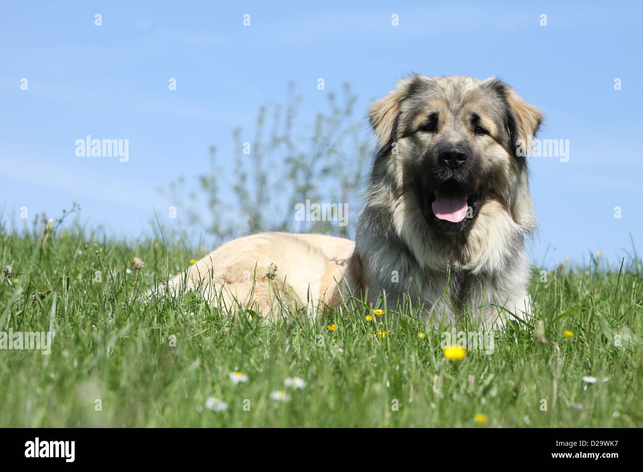 Dog Sarplaninac / Yugoslav Shepherd / charplaninatz adult lying in a ...