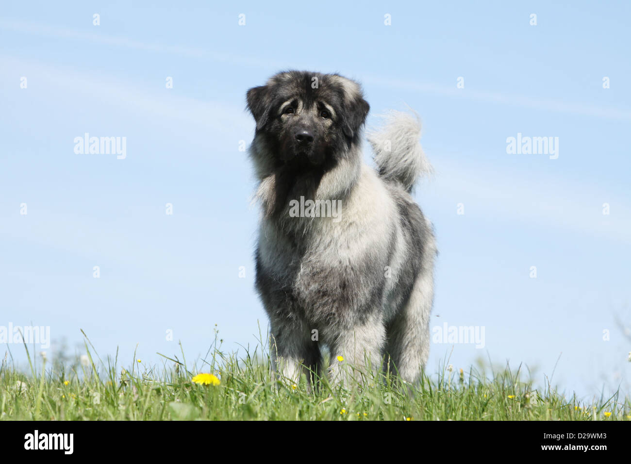Dog Sarplaninac / Yugoslav Shepherd / charplaninatz adult standing in a ...