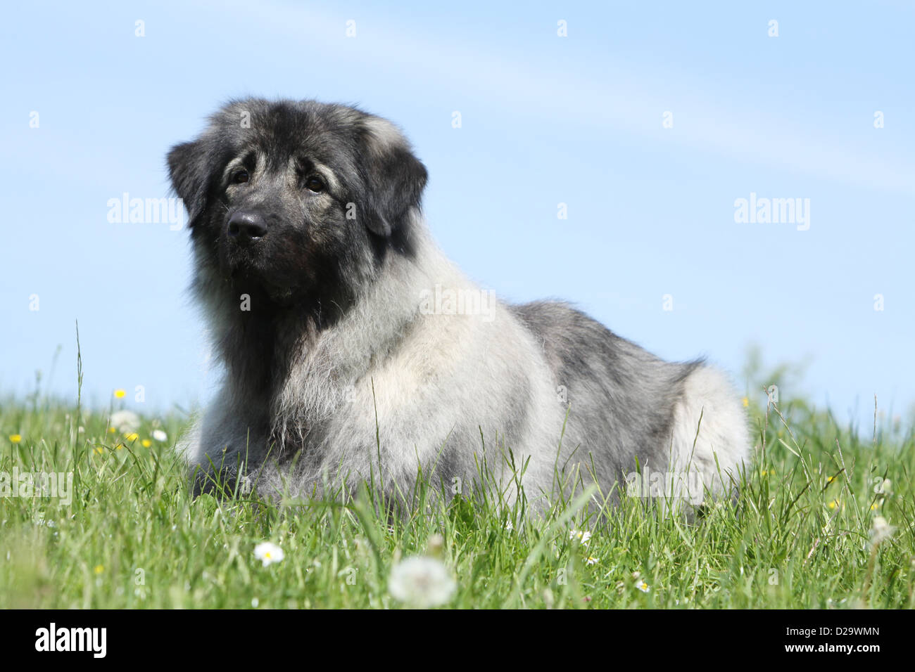 Dog Sarplaninac / Yugoslav Shepherd / charplaninatz adult lying in a ...