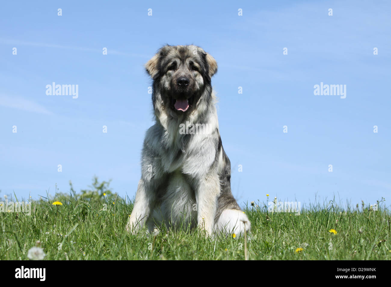 Dog Sarplaninac / Yugoslav Shepherd / charplaninatz adult sitting in a ...