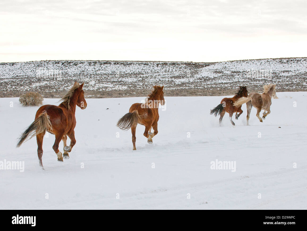 America outdoors owyhee hi-res stock photography and images - Alamy